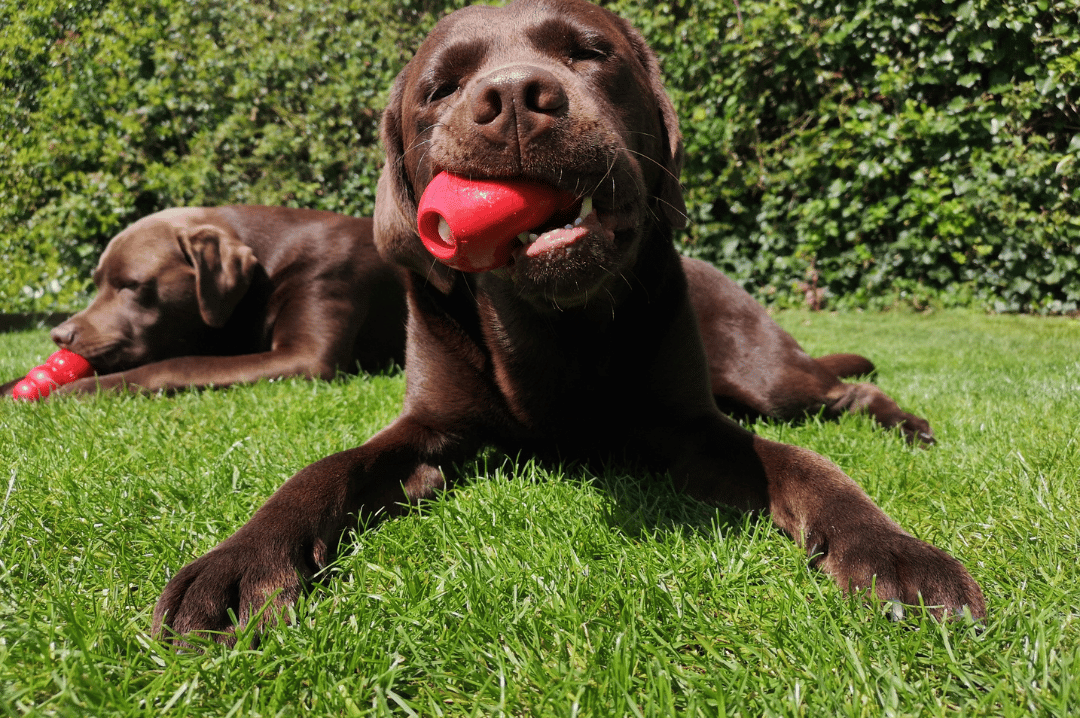 Los Juguetes Ideales para Tu Labrador Retriever: Estimulación Física y ...